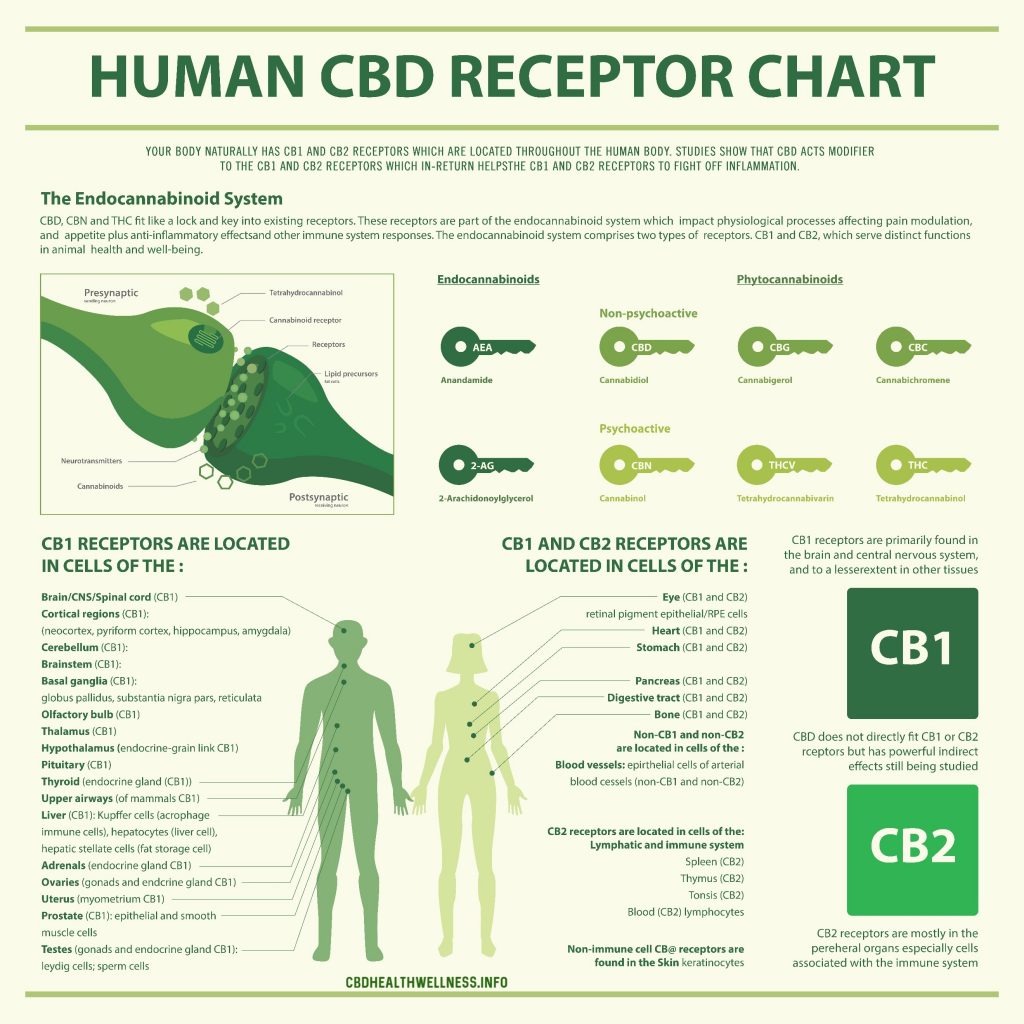 Everything You Need to Know About the Endocannabinoid System