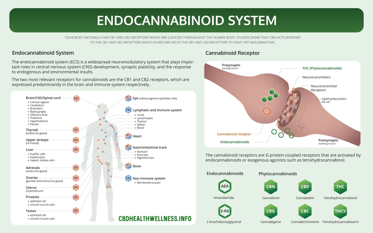 Everything You Need to Know About the Endocannabinoid System