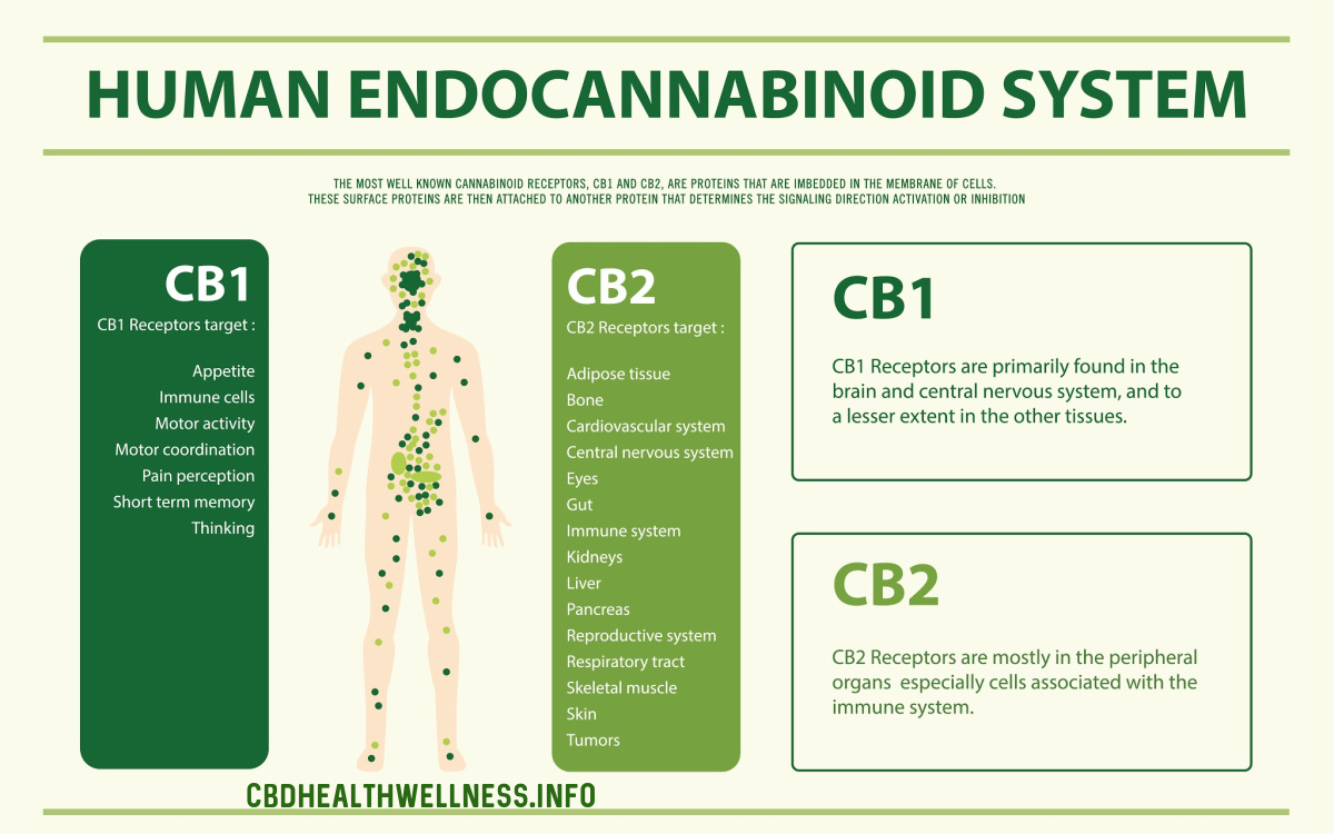 Everything You Need to Know About the Endocannabinoid System